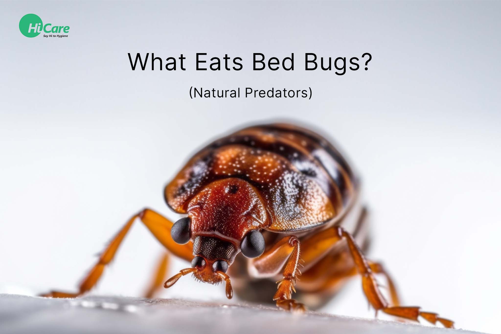 What Insect Eats Bed Bugs