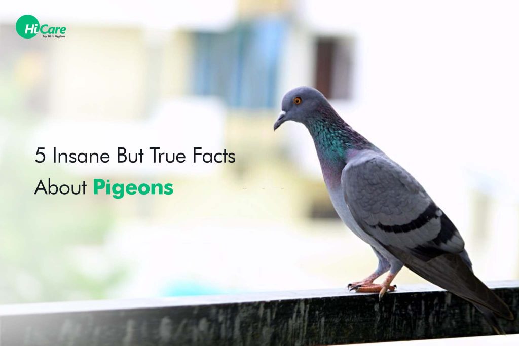 5 Crazy Facts about Pigeons That Will Blow Your Mind | HiCare