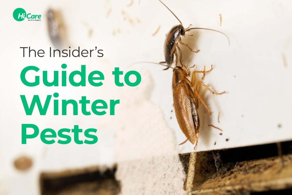 Winter Pest Control Guide - Everything You Need to Know | HiCare