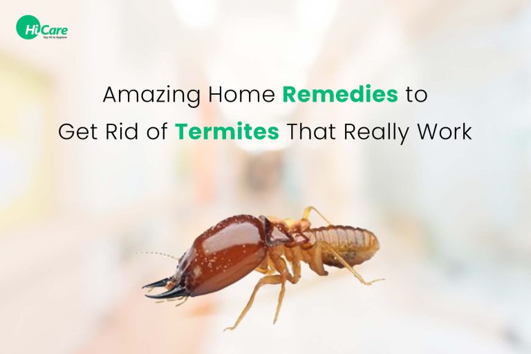 Termites Treatment: 10 Effective Home Remedies to Get Rid of Termites ... Termites Treatment: 10 Effective Home Remedies to Get Rid of Termites ...