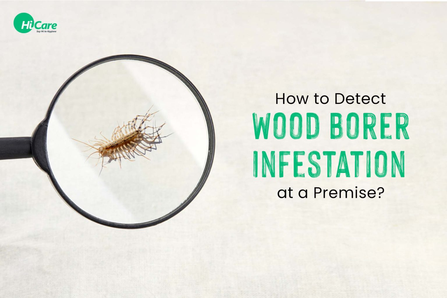 7 Early Signs of Wood Borer Infestation at Home