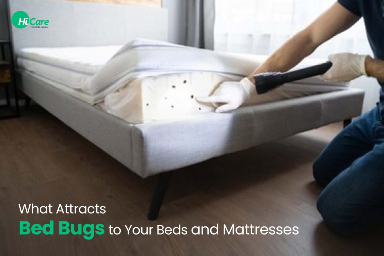 Top 7 Things that Attracts Bed Bugs to Your Bed Mattress and Home