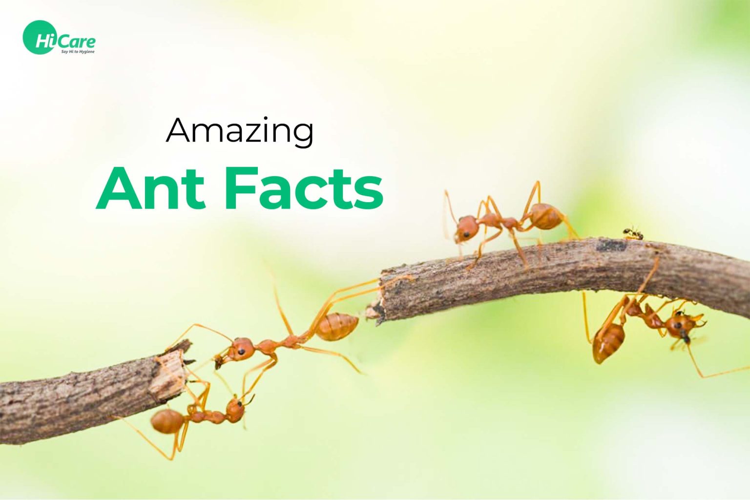 Top 15 Cool & Interesting Facts about Ants | HiCare