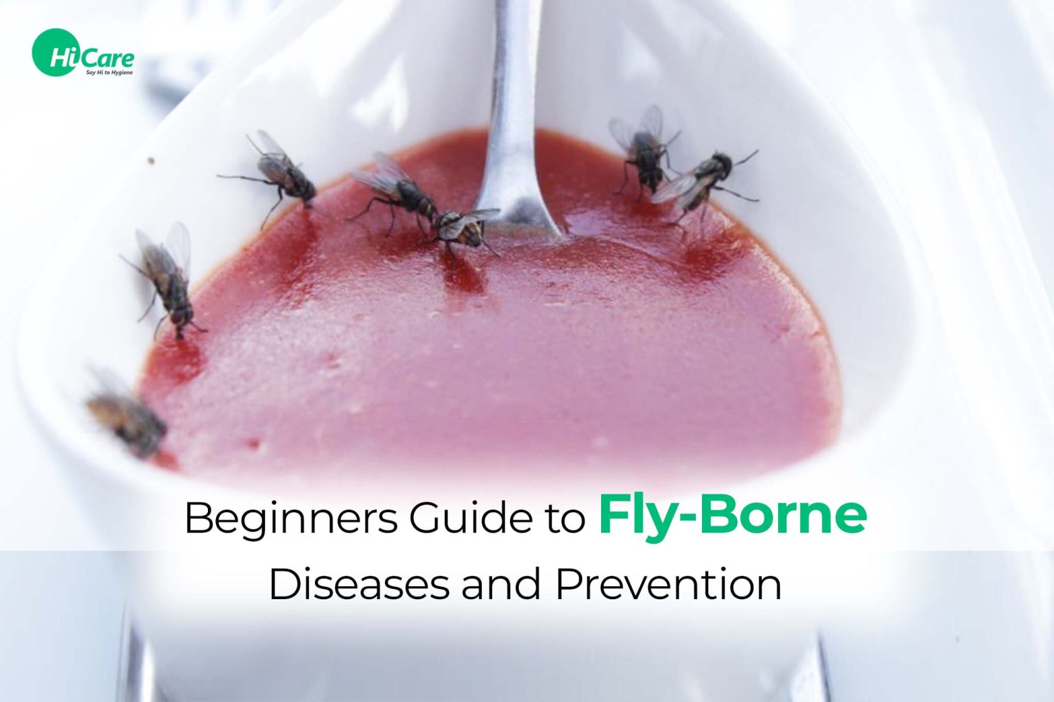 Fly Borne Diseases: Types, Prevention & More | HiCare