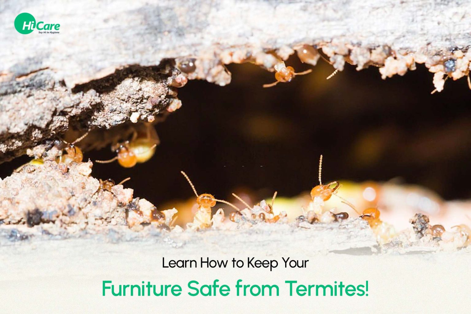 Best 6 Ways to Protect Your Furniture from Termite Attack | HiCare