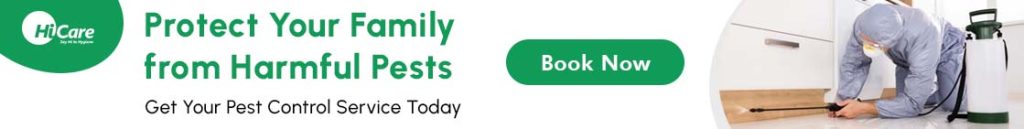 Top 6 Ways to Get Rid of Termites Without Chemicals | HiCare