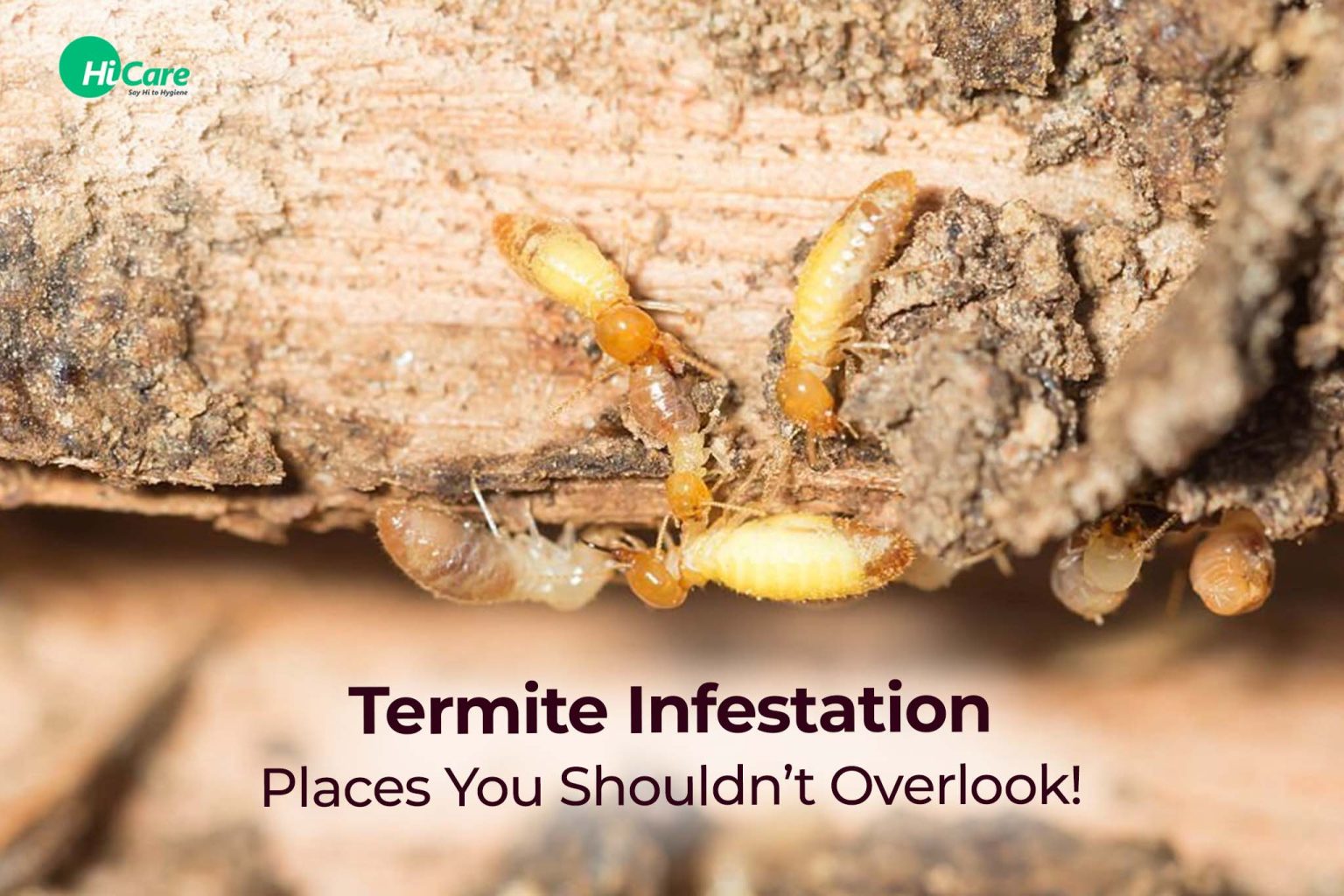 Info on Signs, Causes and Places of Termite Infestation | HiCare