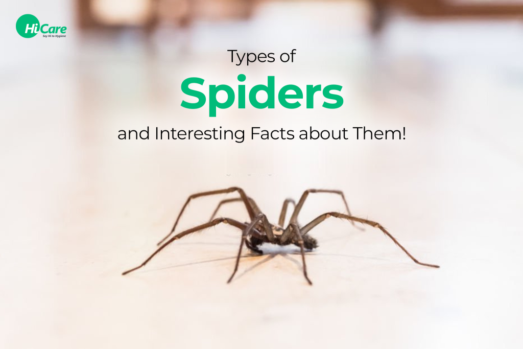 Types of Spiders and Interesting Facts about Them | HiCare