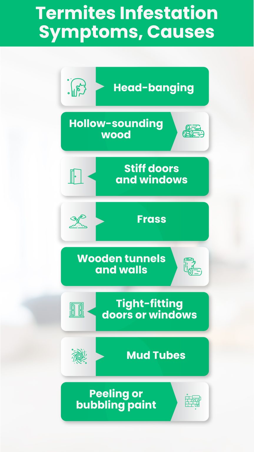 Top 10 Signs and 4 Major Causes of Termite Infestation | HiCare