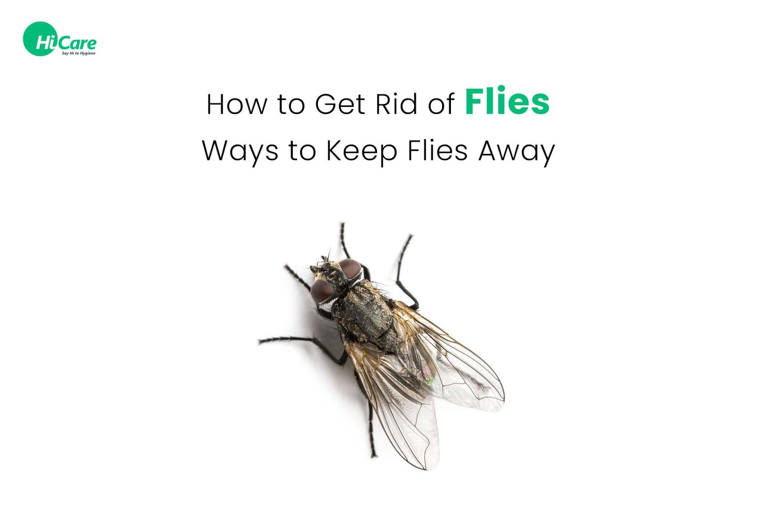 How to Get Rid of House Flies at Home - 10 Effective Ways