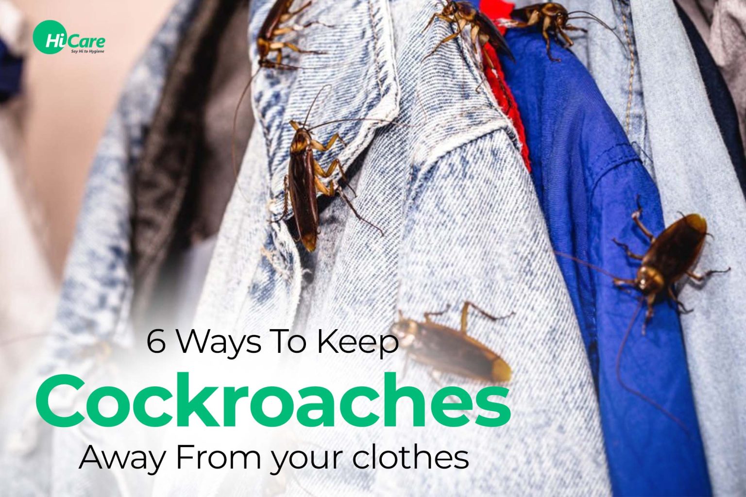 Top 6 Ways to Keep Cockroaches Away from Your Clothes | HiCare