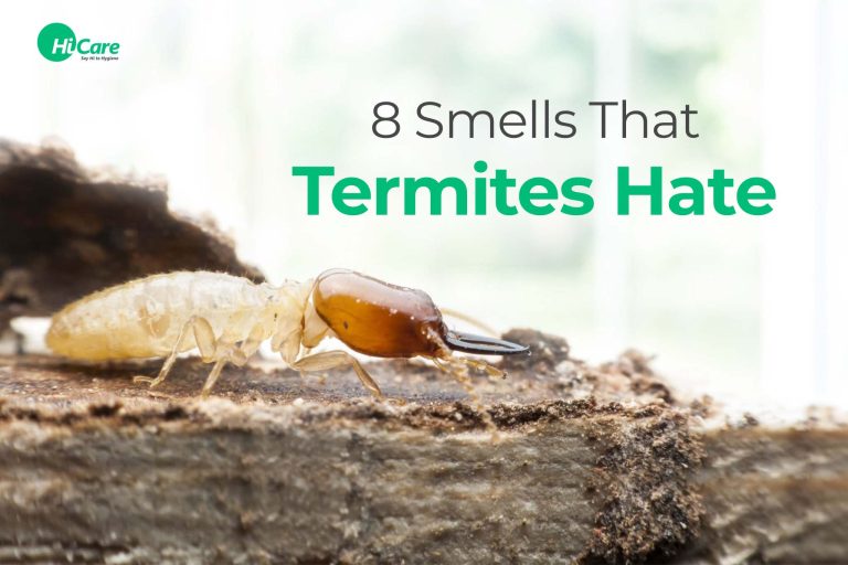 Top Smells that Termites Hate | HiCare
