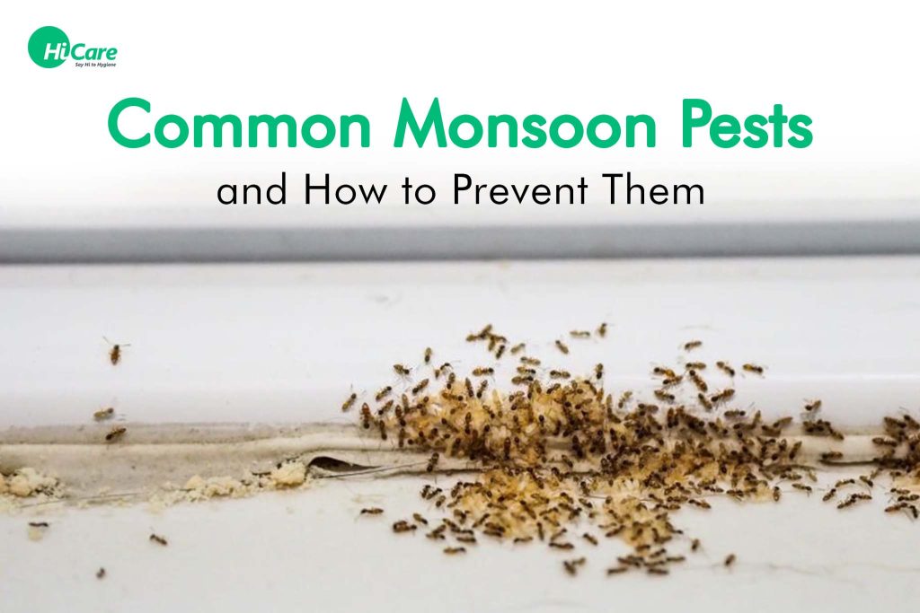 Top 10 Monsoon Pests and How to Prevent Them | HiCare