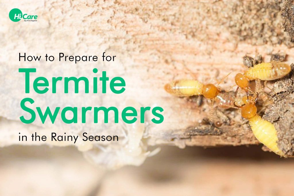 Top 5 Ways to Deal with Termite Swarmers in Monsoon | HiCare