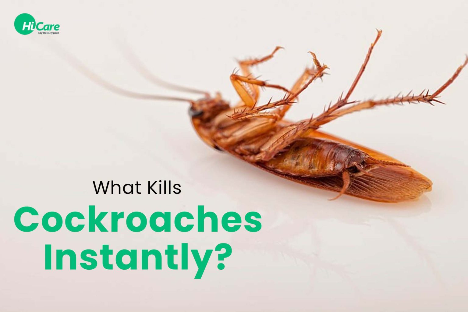 Top 10 Remedies to Kill Cockroaches Instantly | HiCare