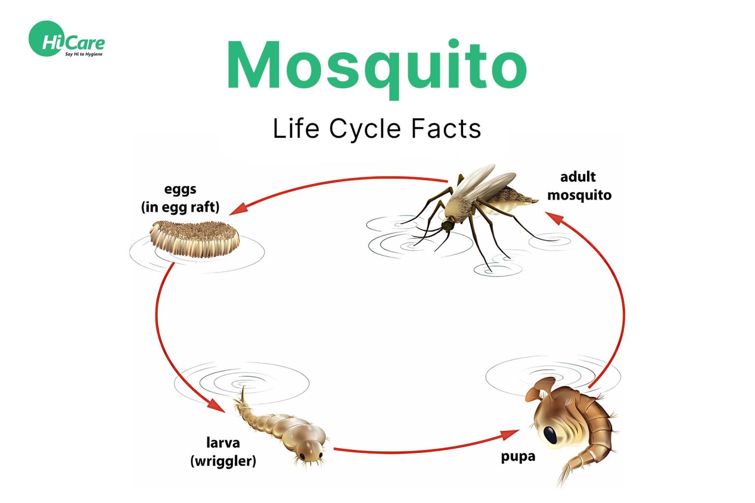 Life Cycle of Mosquitoes | HiCare