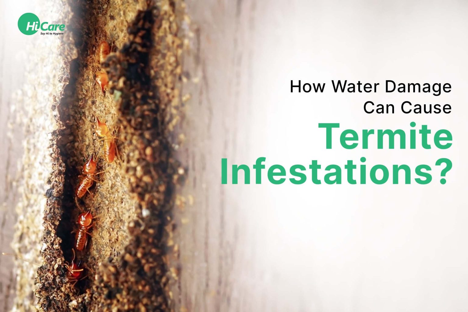 How Water Damage Can Cause Termite Infestations | HiCare