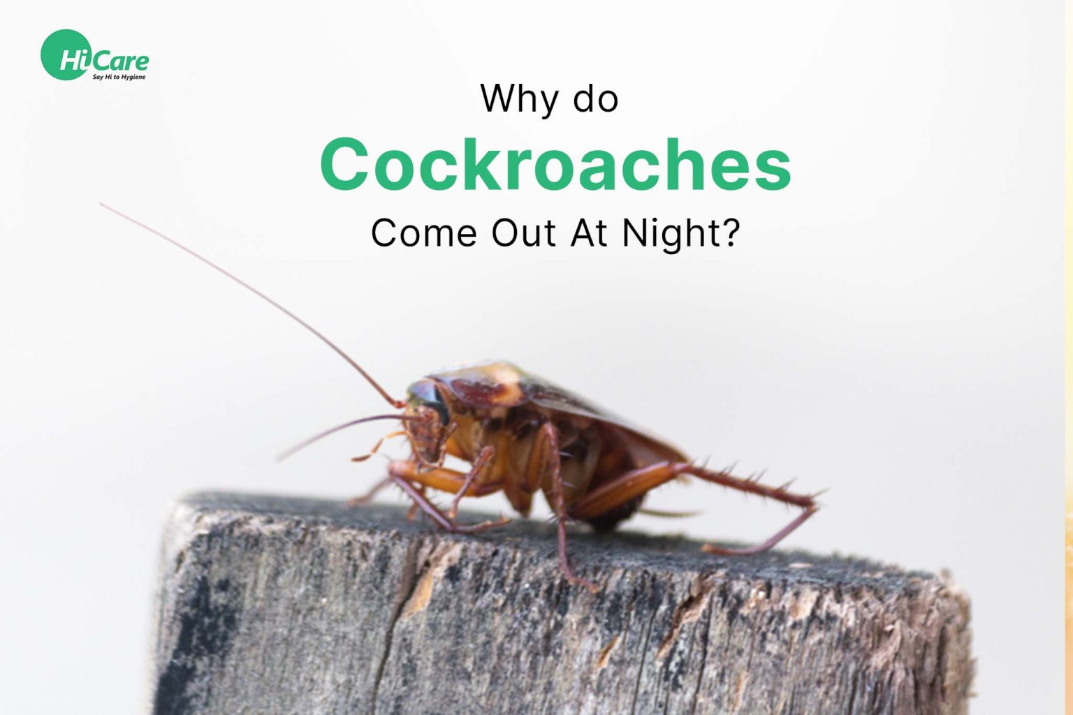 Top 5 Reasons Why Cockroaches Come Out At Night | HiCare