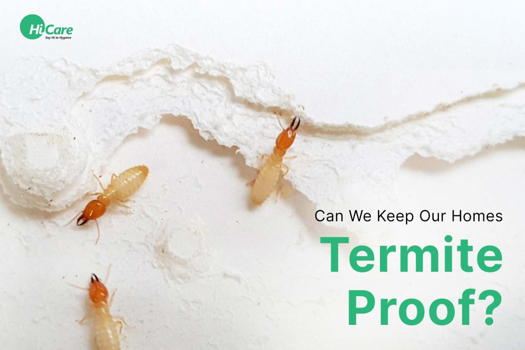 Best Tips to Keep Your Homes Termite Proof | HiCare