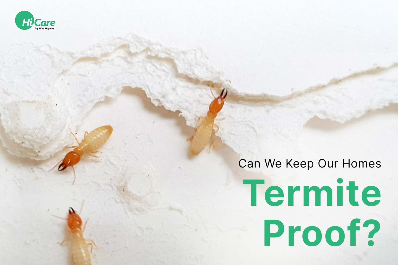 Best Tips to Keep Your Homes Termite Proof | HiCare