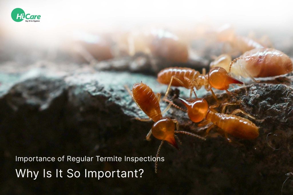 Top 5 Importance of Regular Termite Inspections | HiCare
