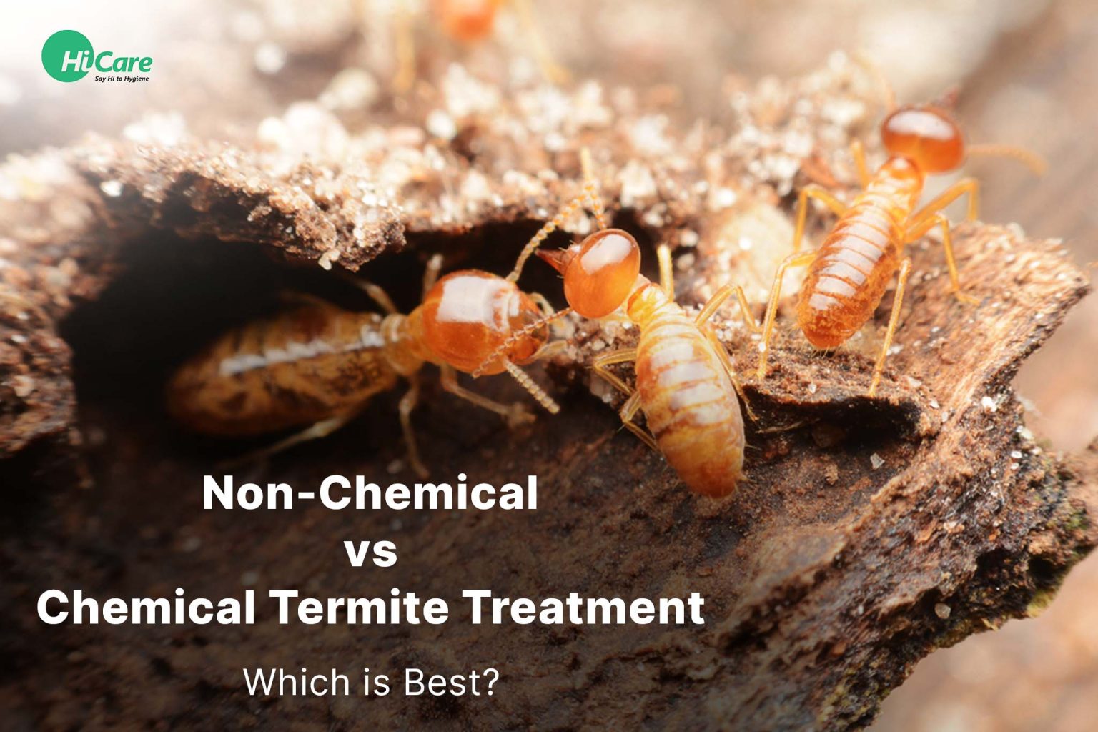Non-Chemical vs Chemical Termite Treatment - Which is Best