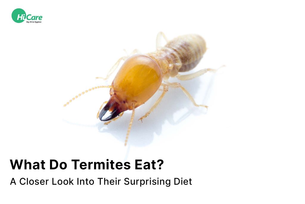 Termites Diet: What do Termites Eat | HiCare