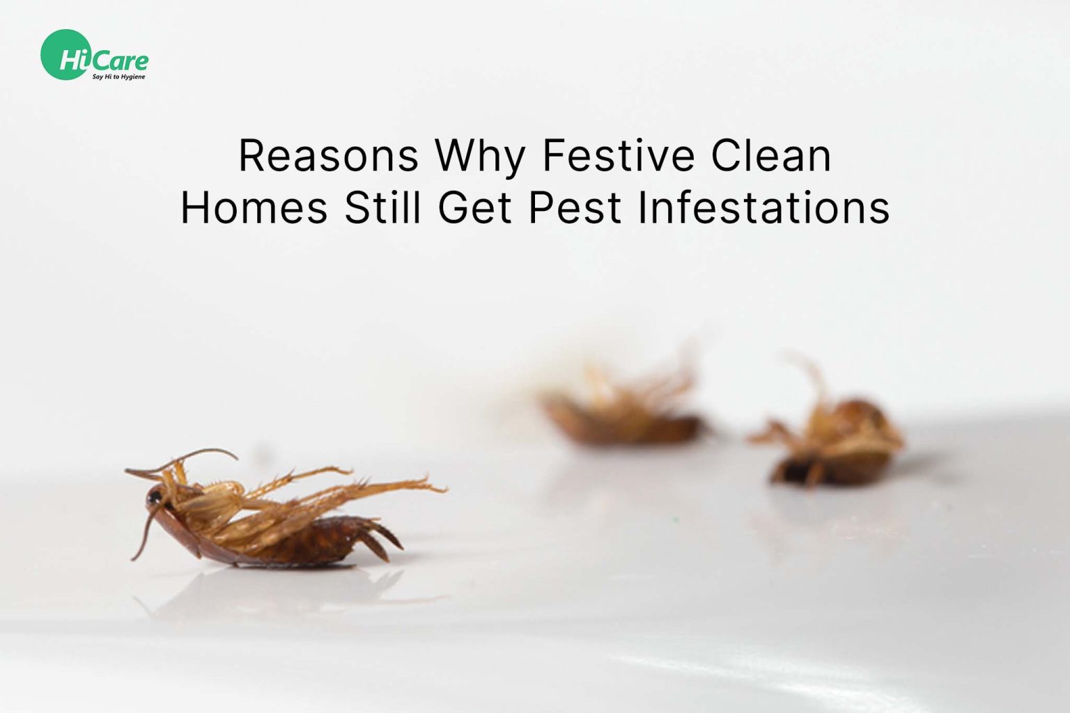 Top 5 Reasons that Invite Pests in a Festive Clean Home | HiCare