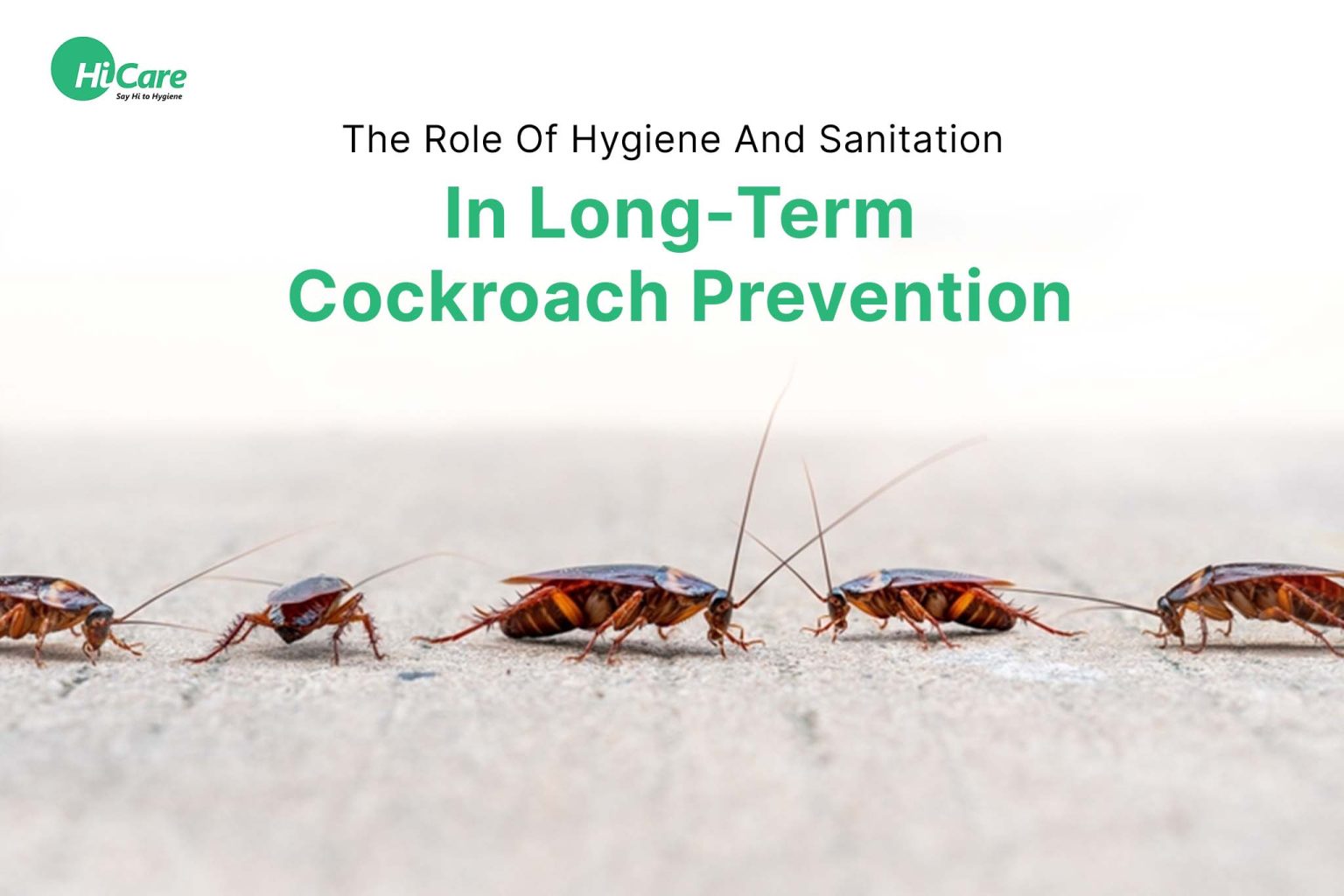 The Role Of Hygiene And Sanitation In Long-Term Cockroach Control