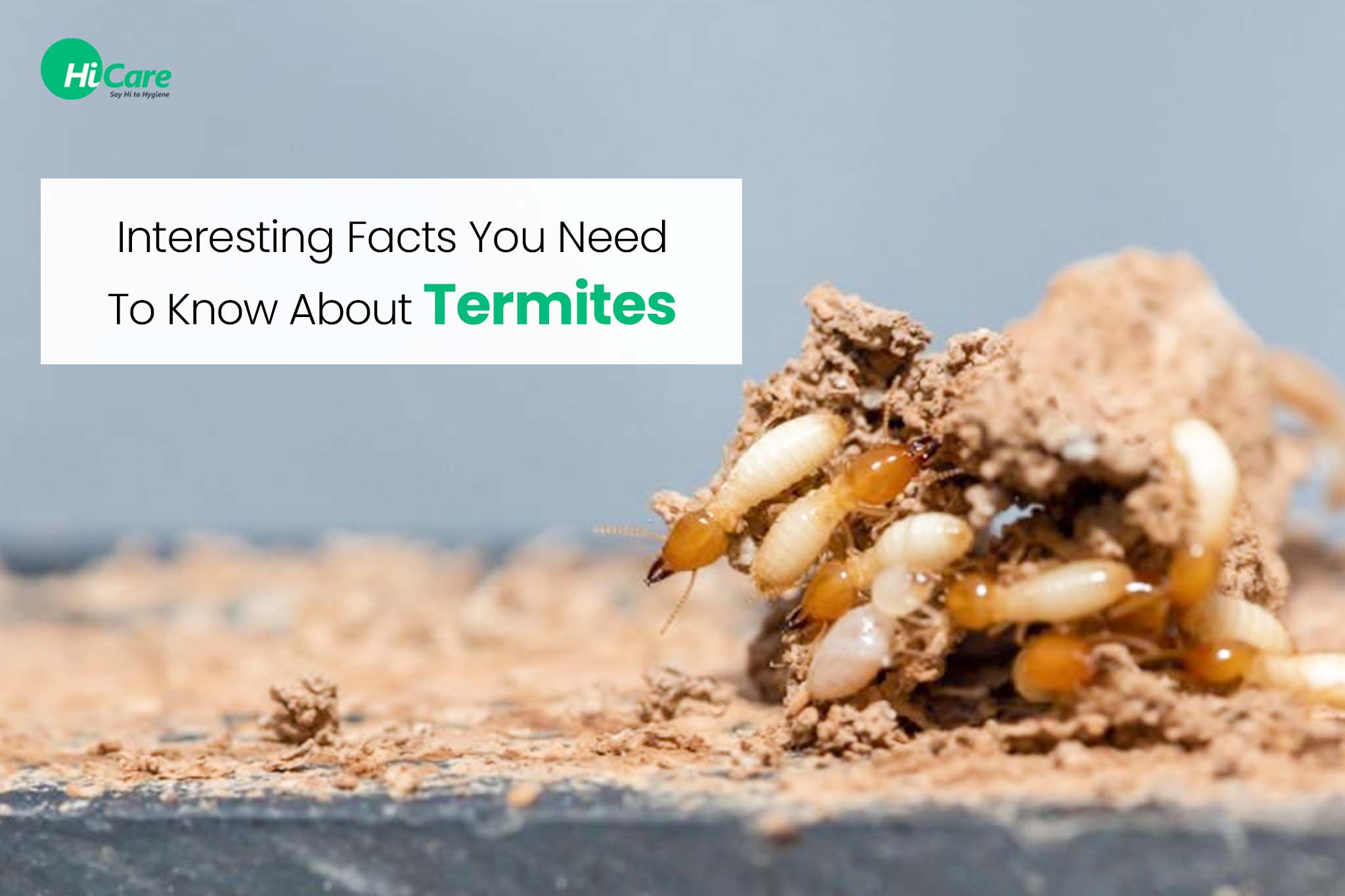 6 Interesting Facts About Termites | HiCare – HiCare (A Rentokil PCI ...