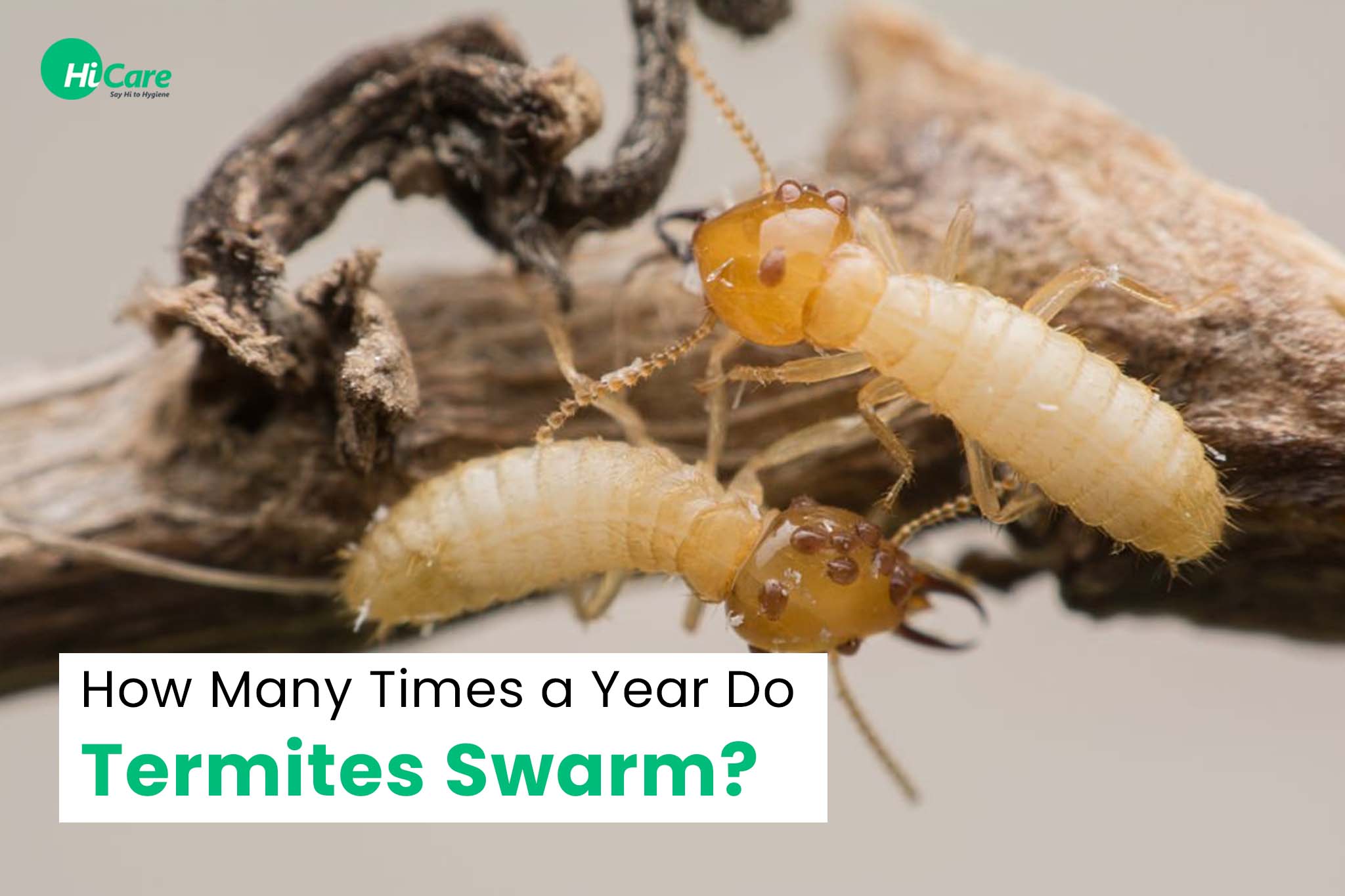 Termites Swarm: Complete Guide on Termites Swarming | HiCare – HiCare ...