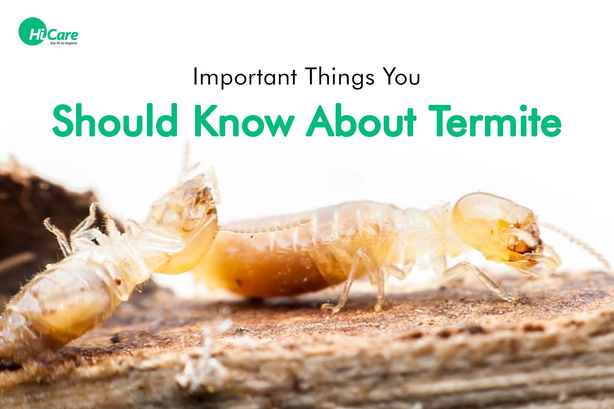 Main and Important Things to Know About Termites – HiCare (A Rentokil ...