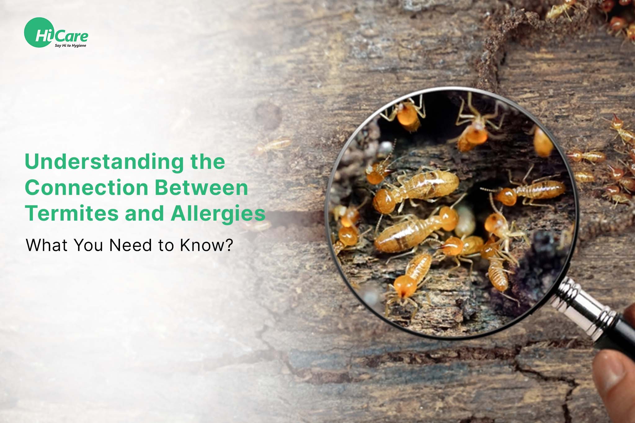 Termites and Allergies: What You Need to Know? | HiCare – HiCare (A ...