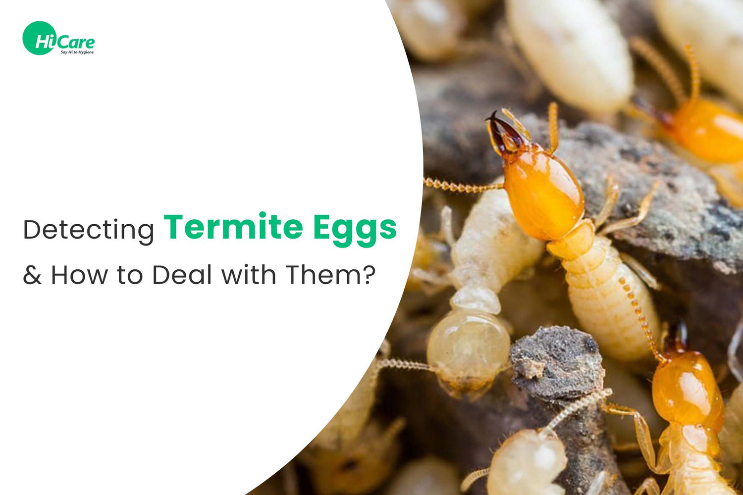 How to Detect Termite Eggs and Prevent Your Home from Termites ...
