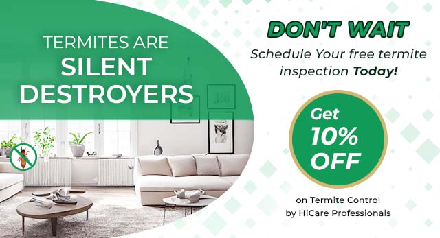 Termite Treatment | Termite Pest Control Services at Best Price - HiCare